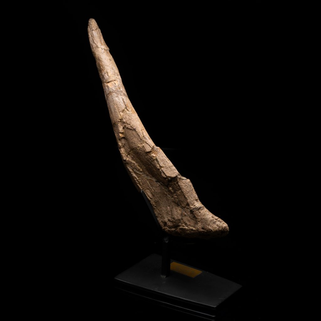 Stegosaurus Tail Spike // 18" Long - Astro West