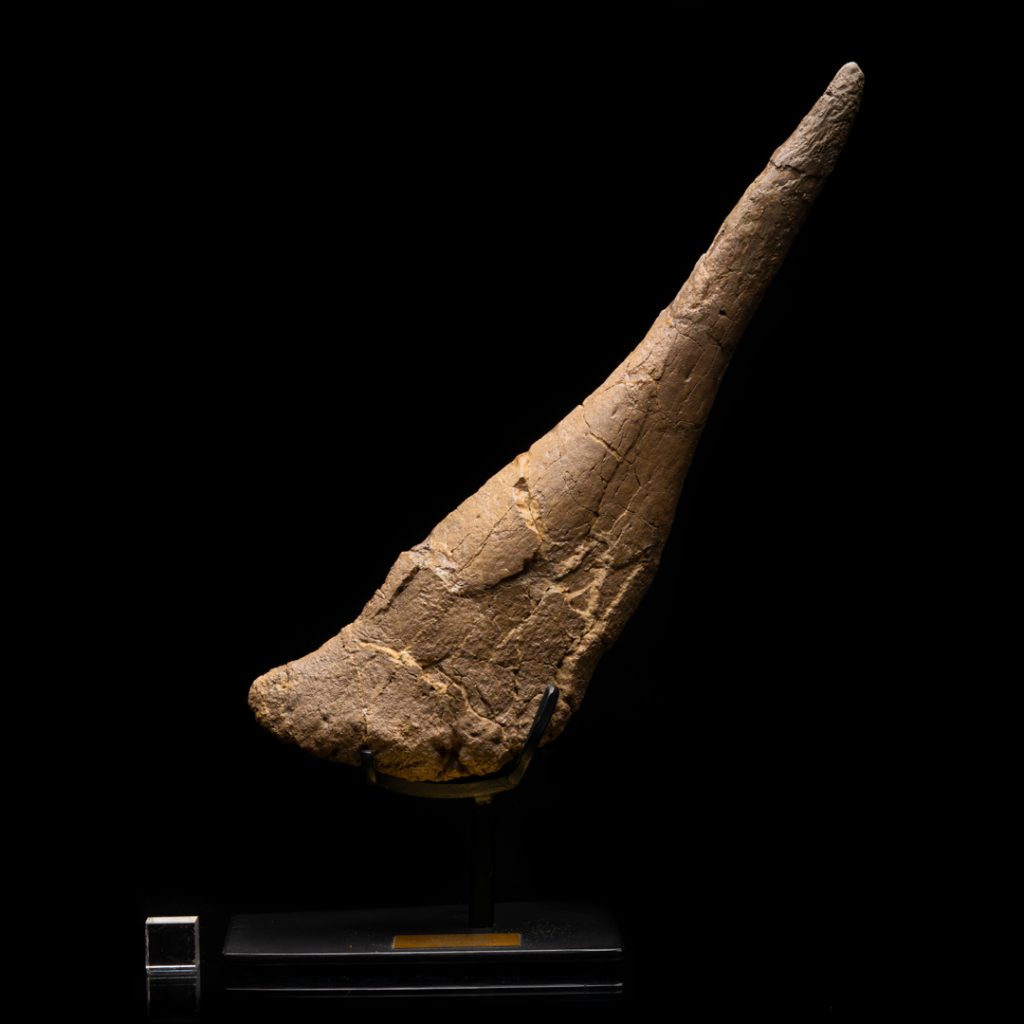 Stegosaurus Tail Spike // 18" Long - Astro West