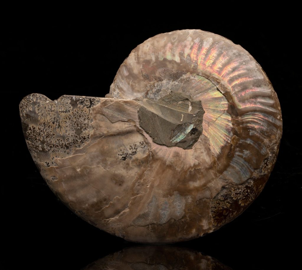 Ammonite Half // 187 Grams - Astro West