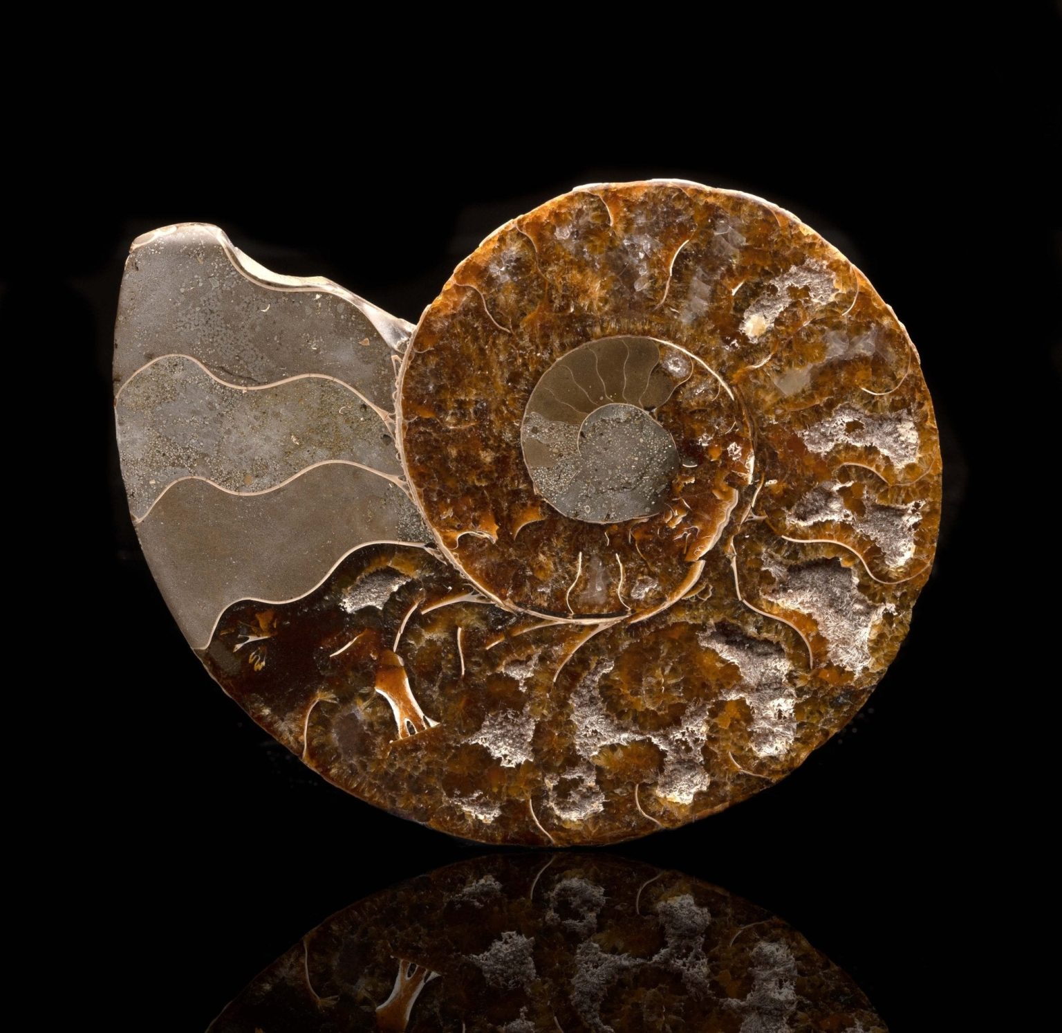 Ammonite Half // 200 Grams - Astro West
