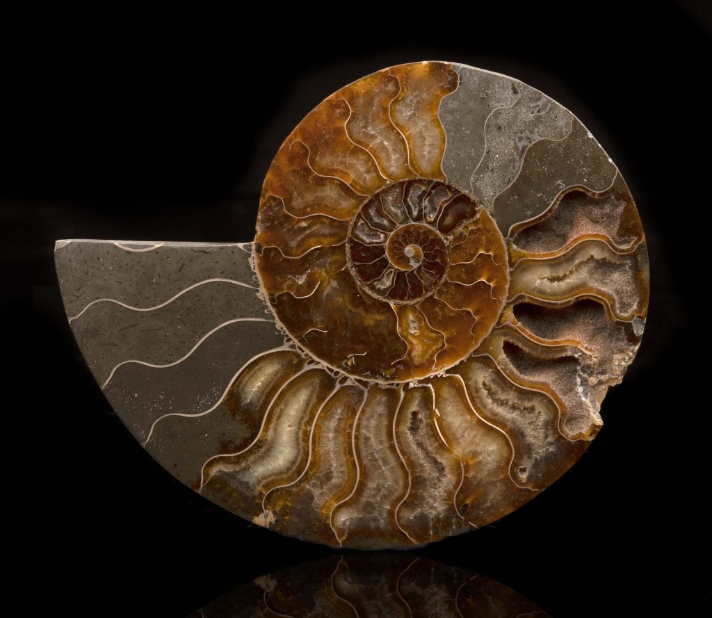 Ammonite Half - 320 Grams - Astro West