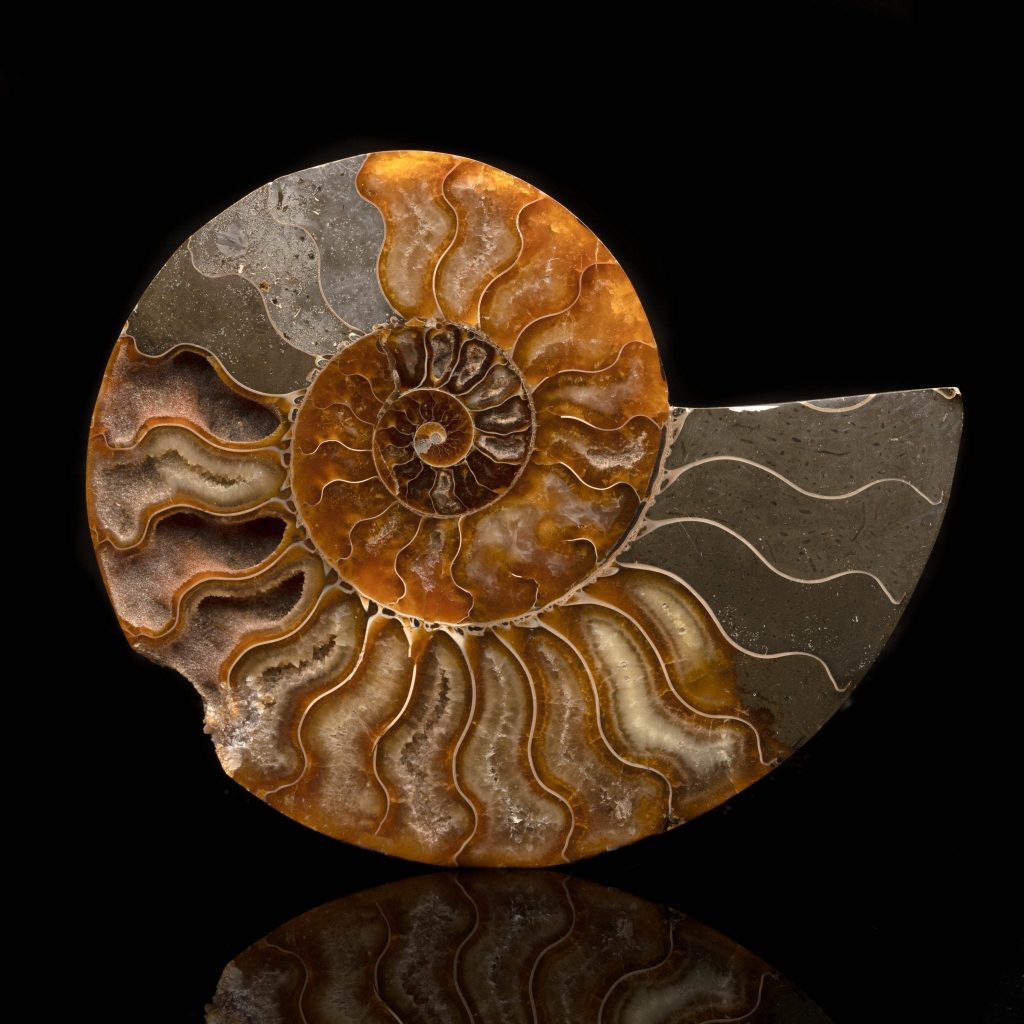 Ammonite Half - 326 Grams - Astro West
