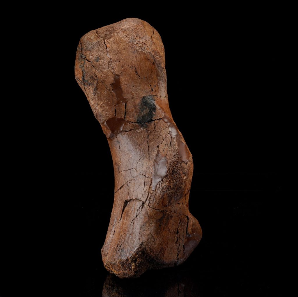 Authentic Hadrosaur Middle Metatarsal Fossil from Hell Creek Formation ...