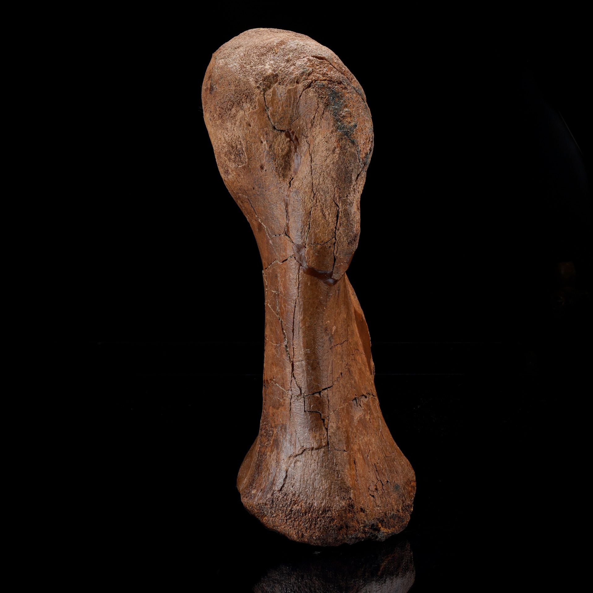 Authentic Hadrosaur Middle Metatarsal Fossil from Hell Creek Formation ...