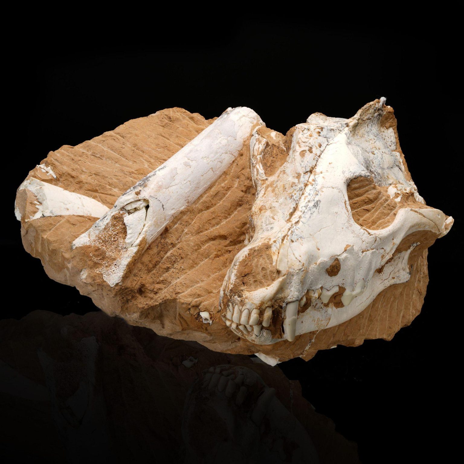 Authentic Dire Wolf Skull Fossil – Ice Age Apex Predator - Astro West