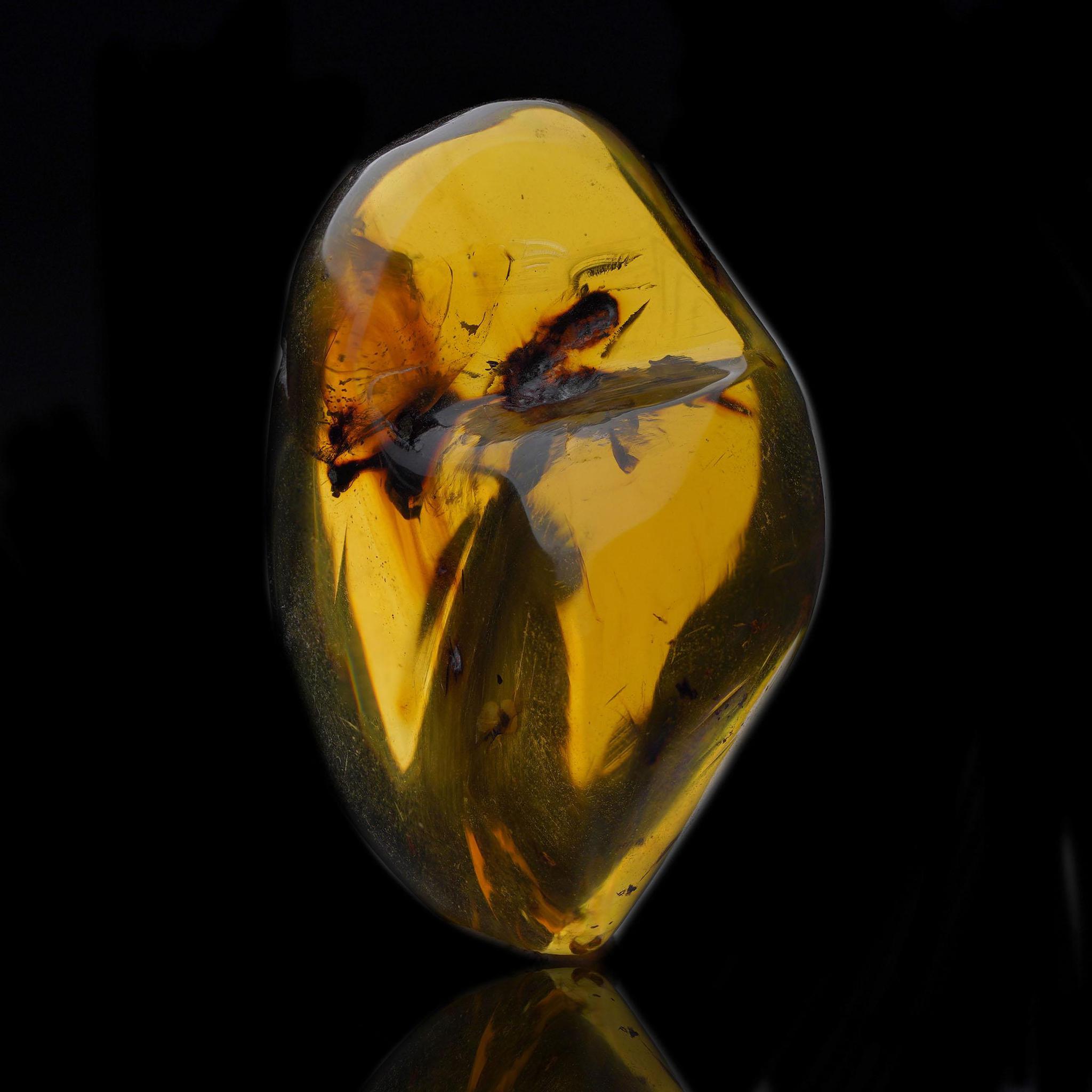 Mexican Amber – 14g - Astro West