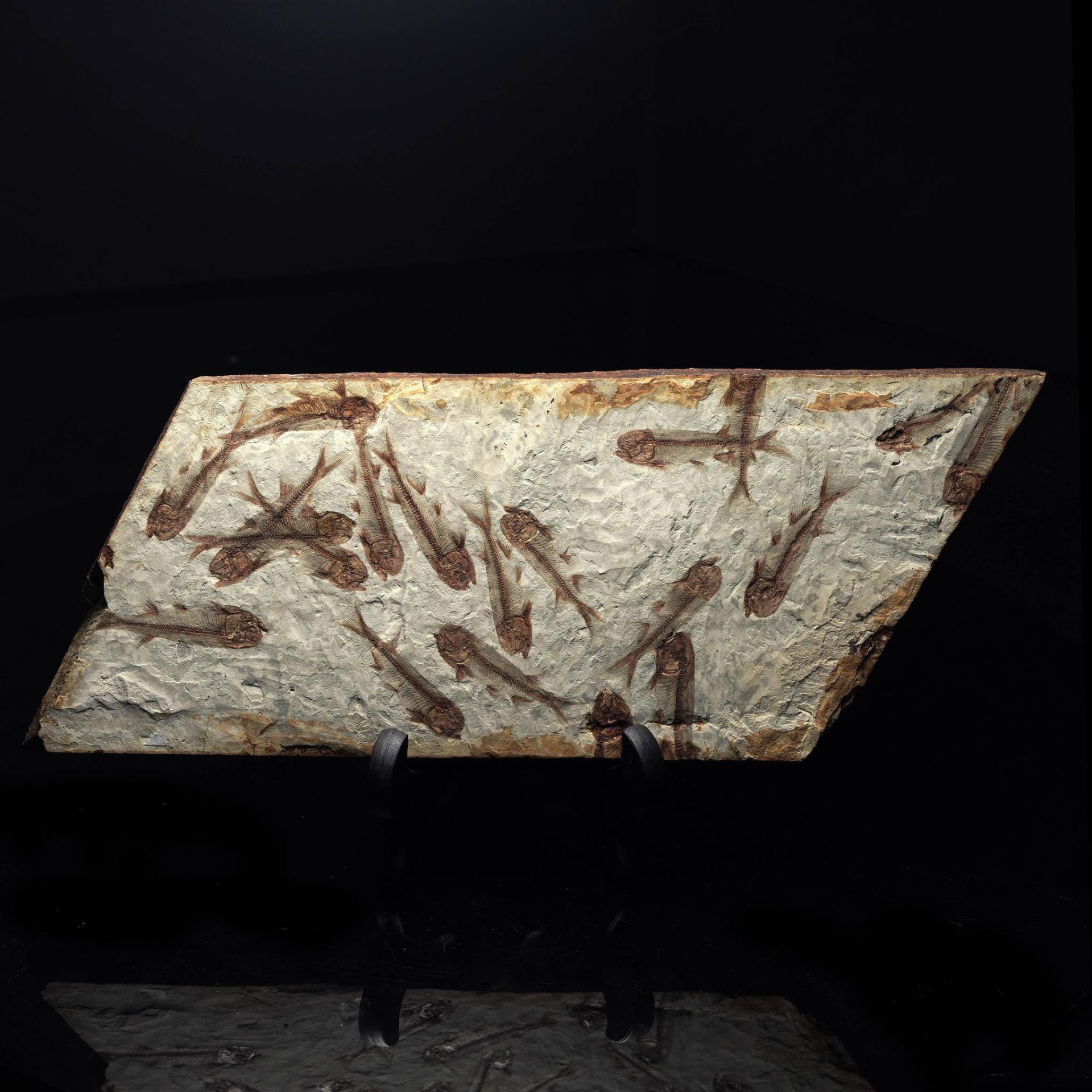 Fossilized Fish from Lebanon - 1.5lb - Astro West