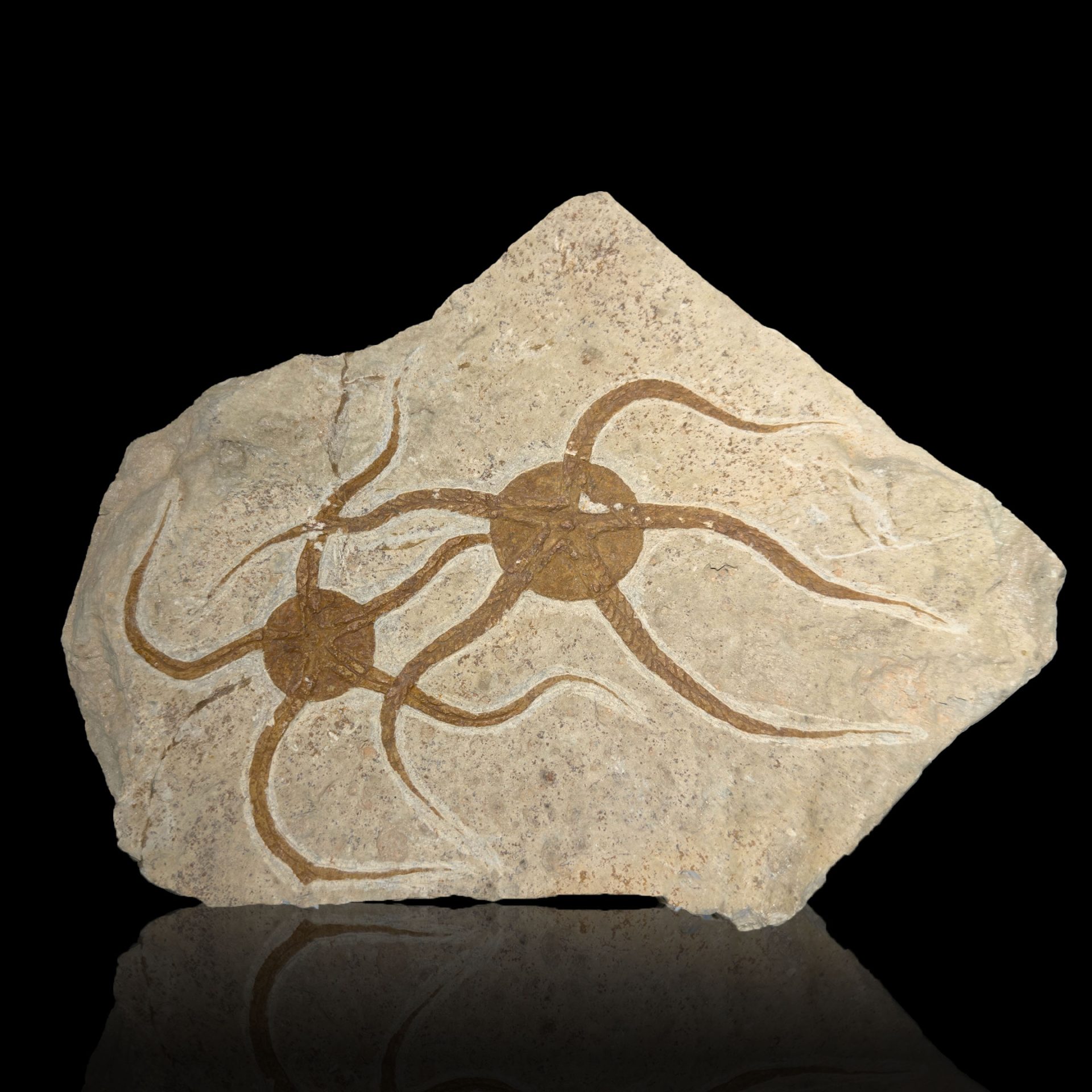 Brittle Star Fossil Plate - Astro West
