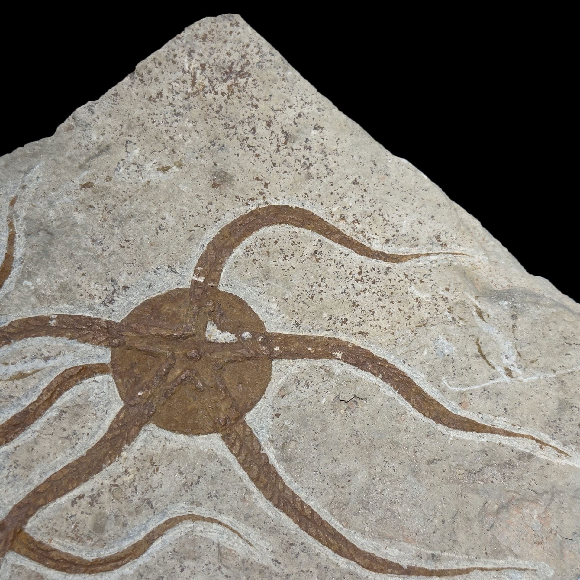 Brittle Star Fossil Plate - Astro West
