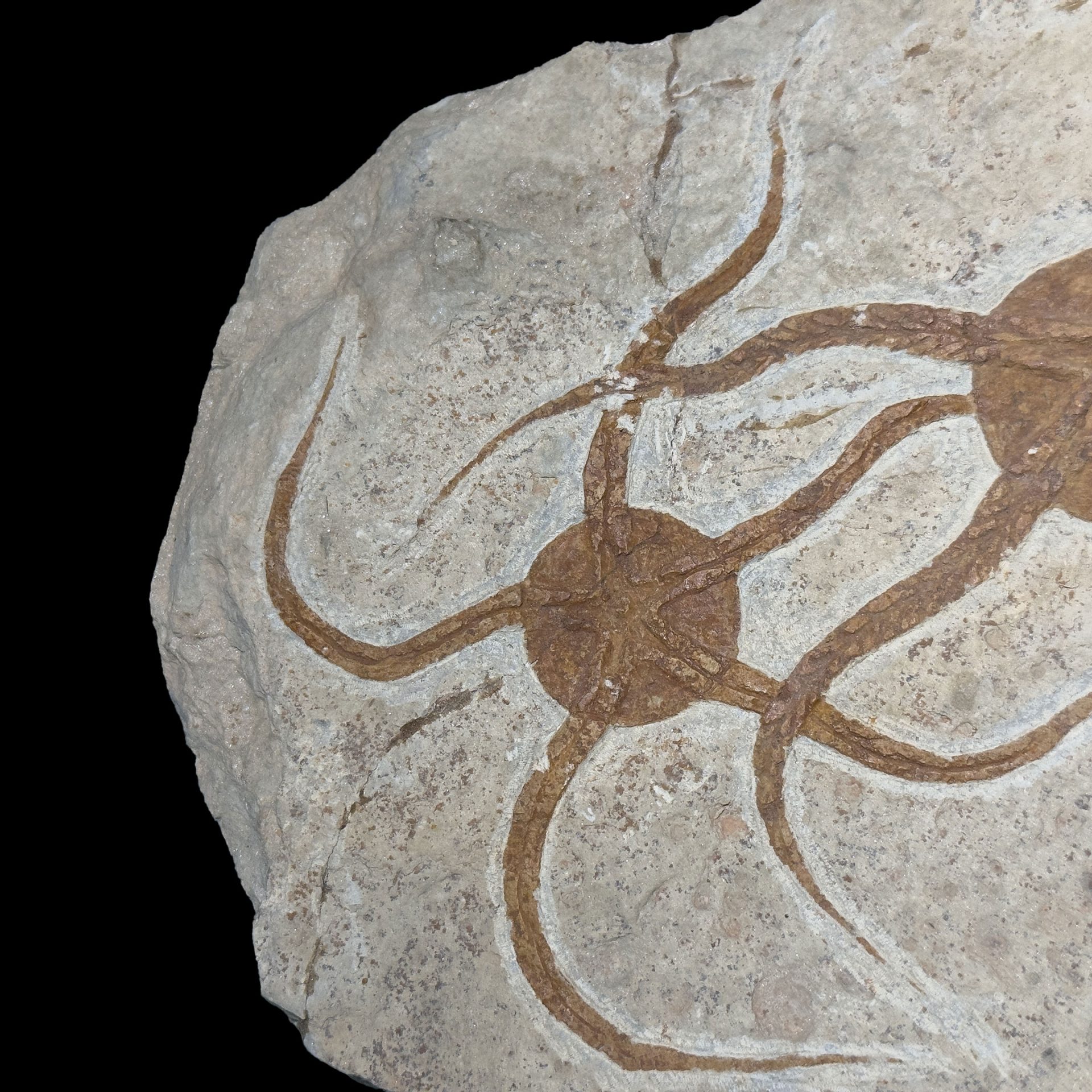 Brittle Star Fossil Plate - Astro West