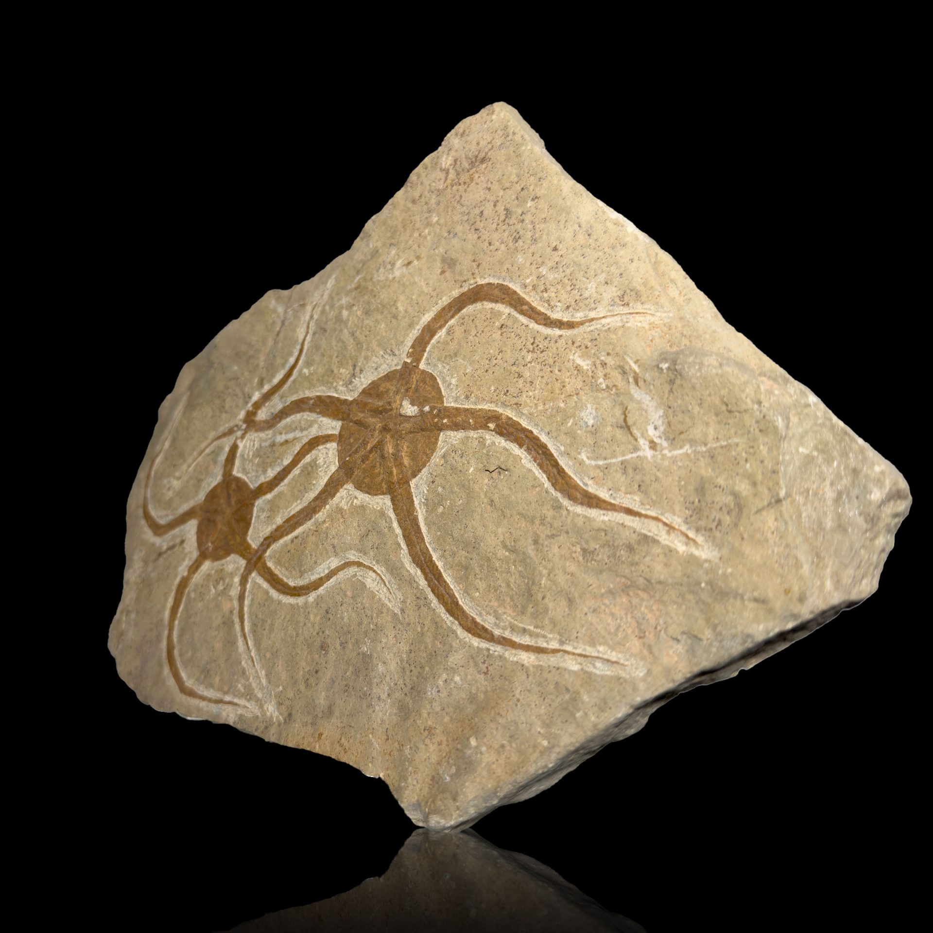 Brittle Star Fossil Plate - Astro West