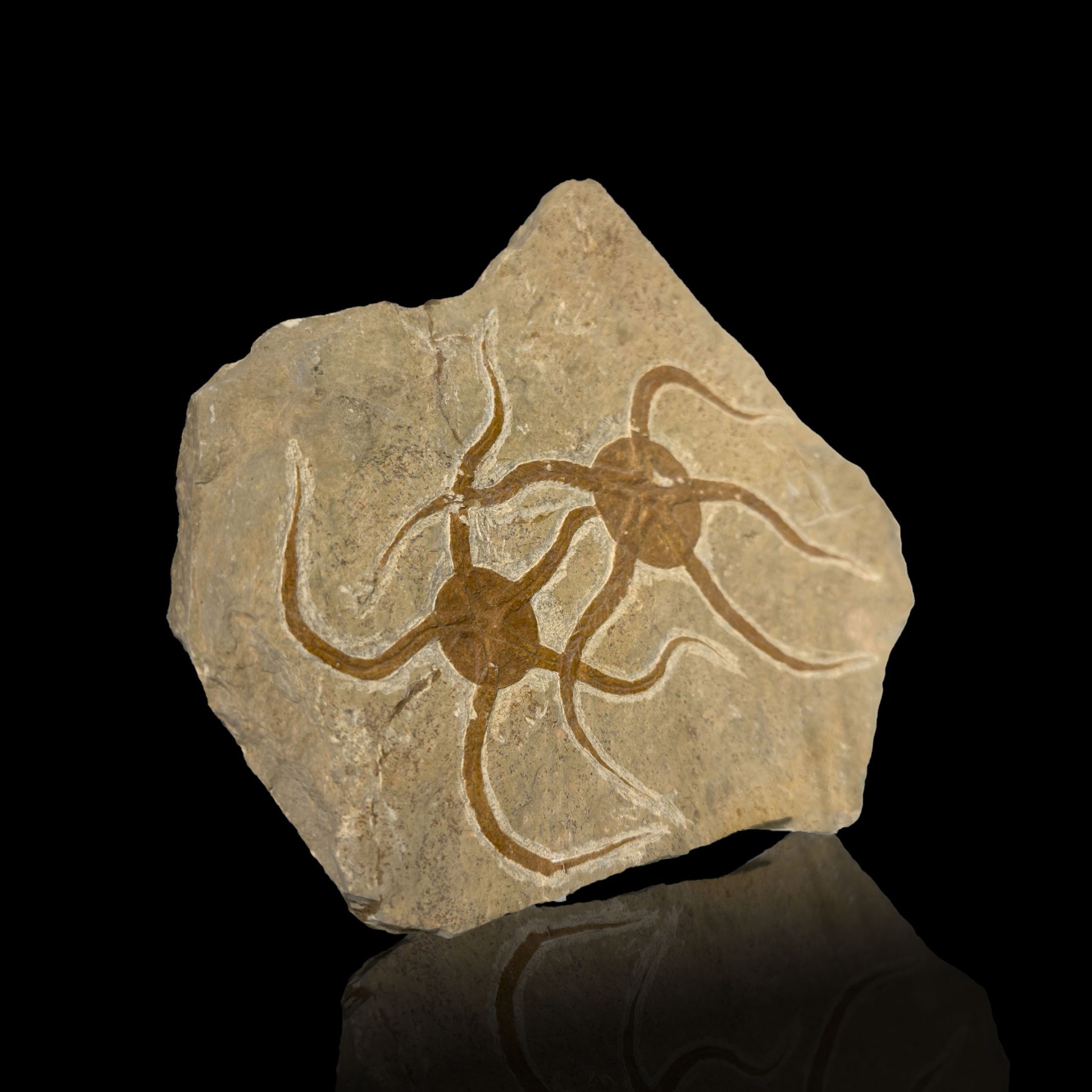Brittle Star Fossil Plate - Astro West
