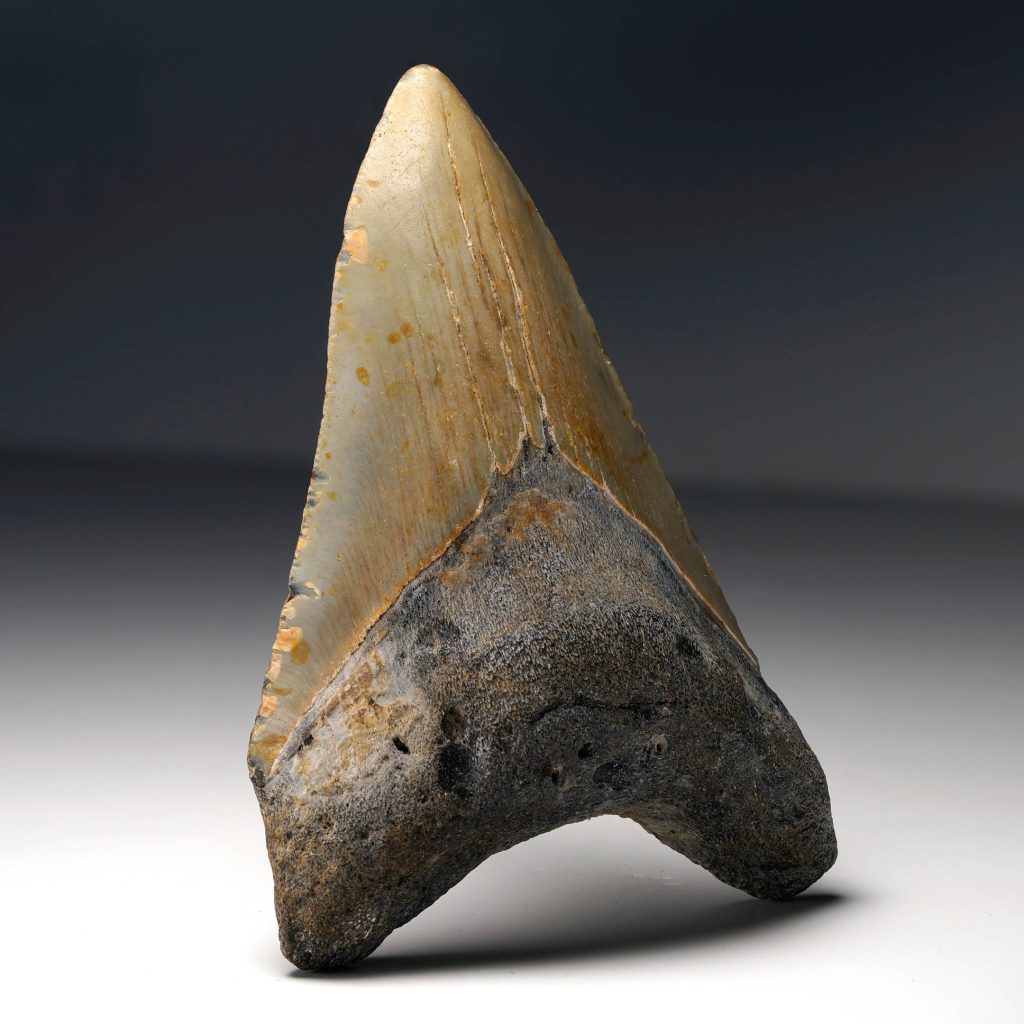 Megalodon Tooth - Astro West
