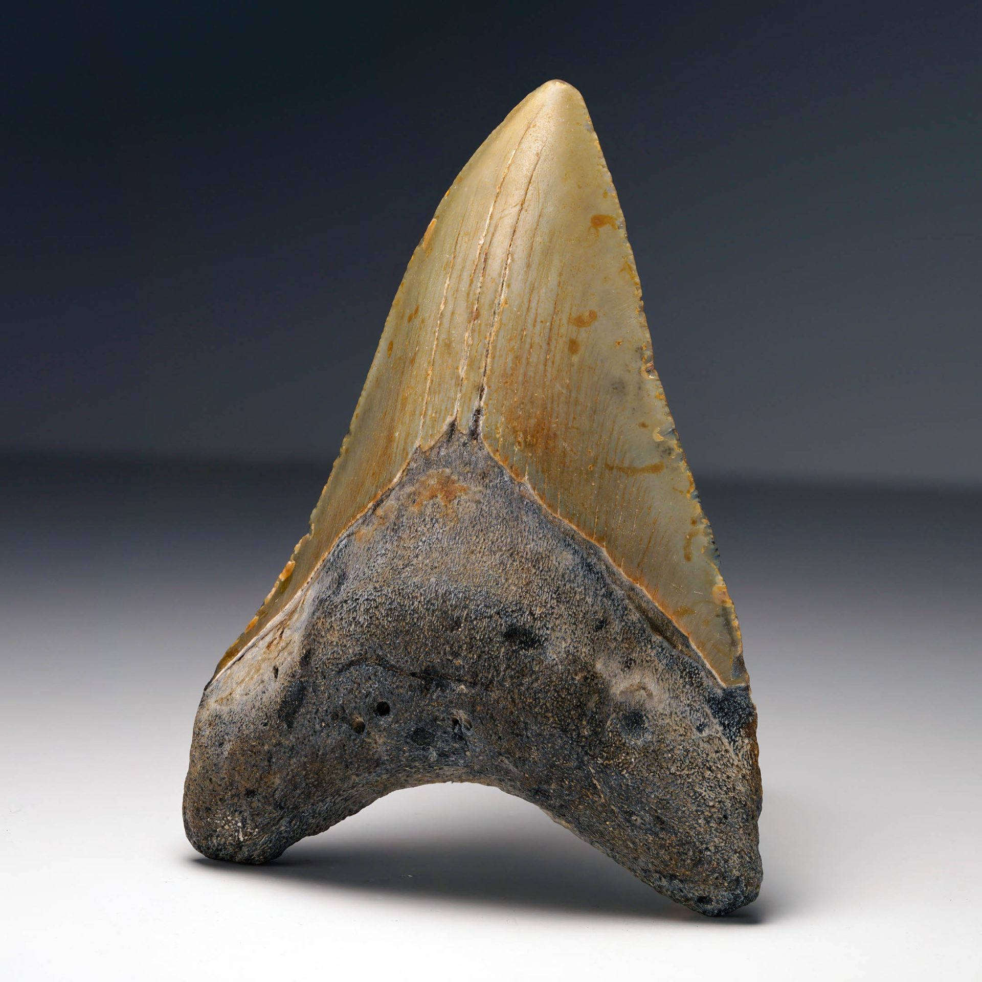 Megalodon Tooth - Astro West