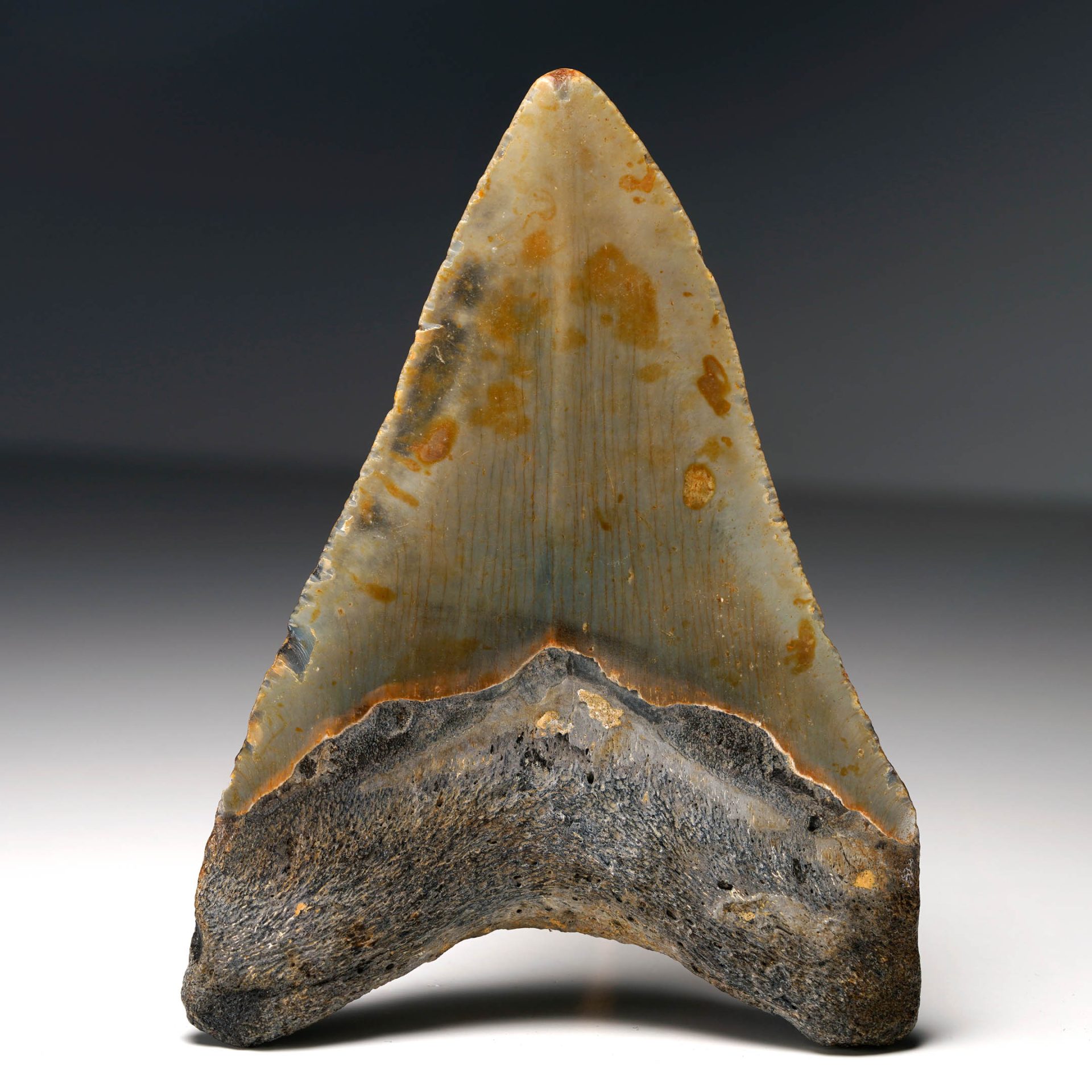Megalodon Tooth - Astro West