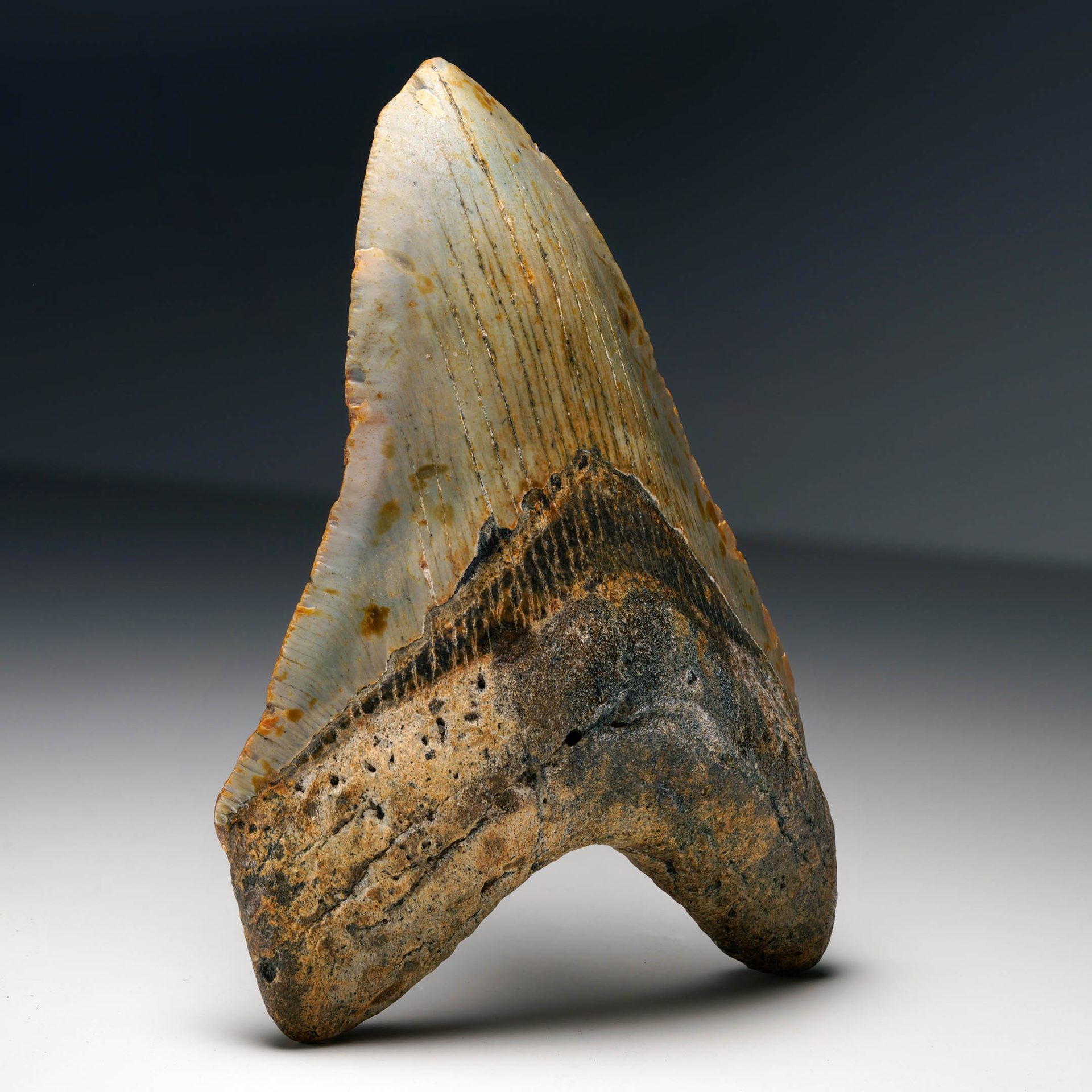 Megalodon Tooth - Astro West