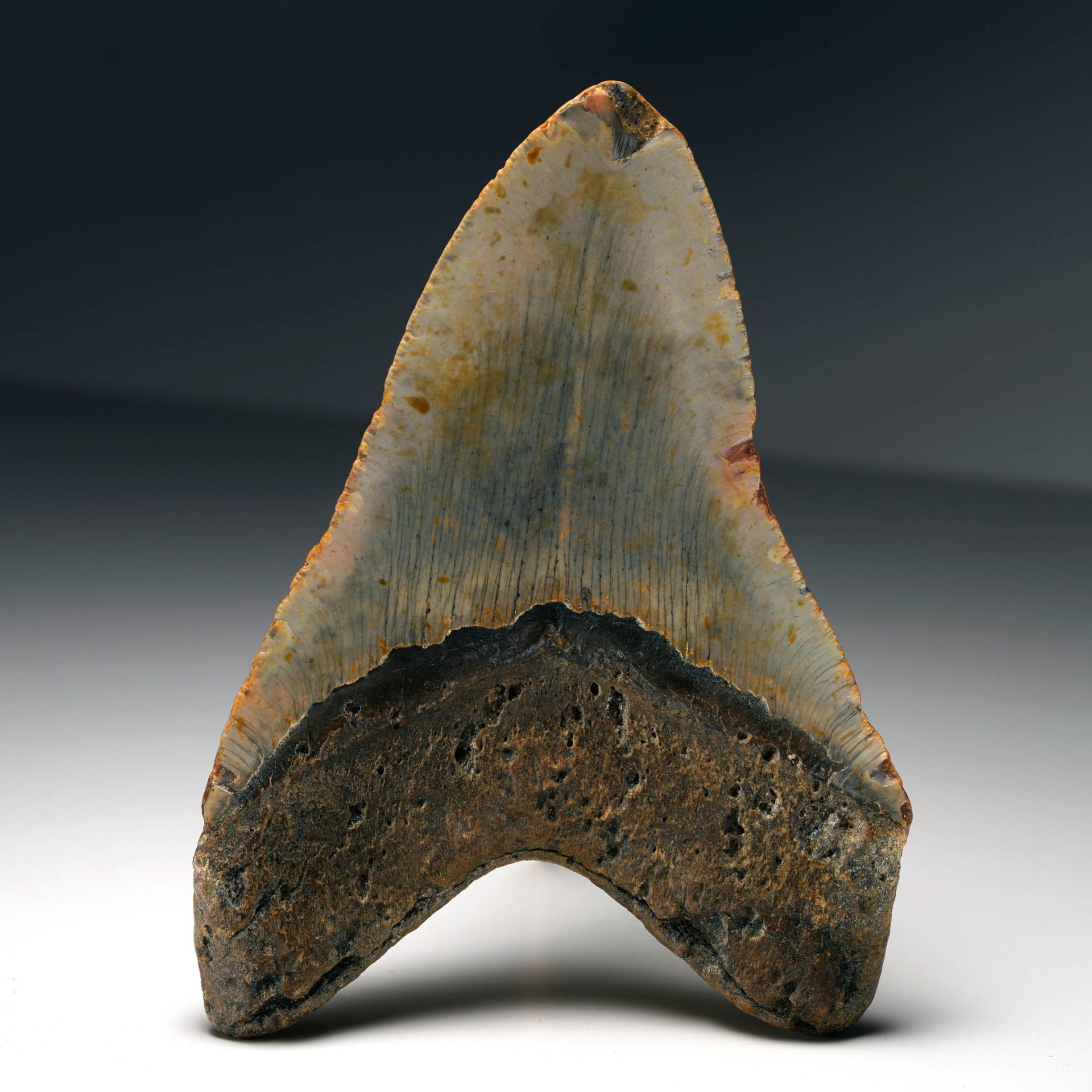 Megalodon Tooth - Astro West