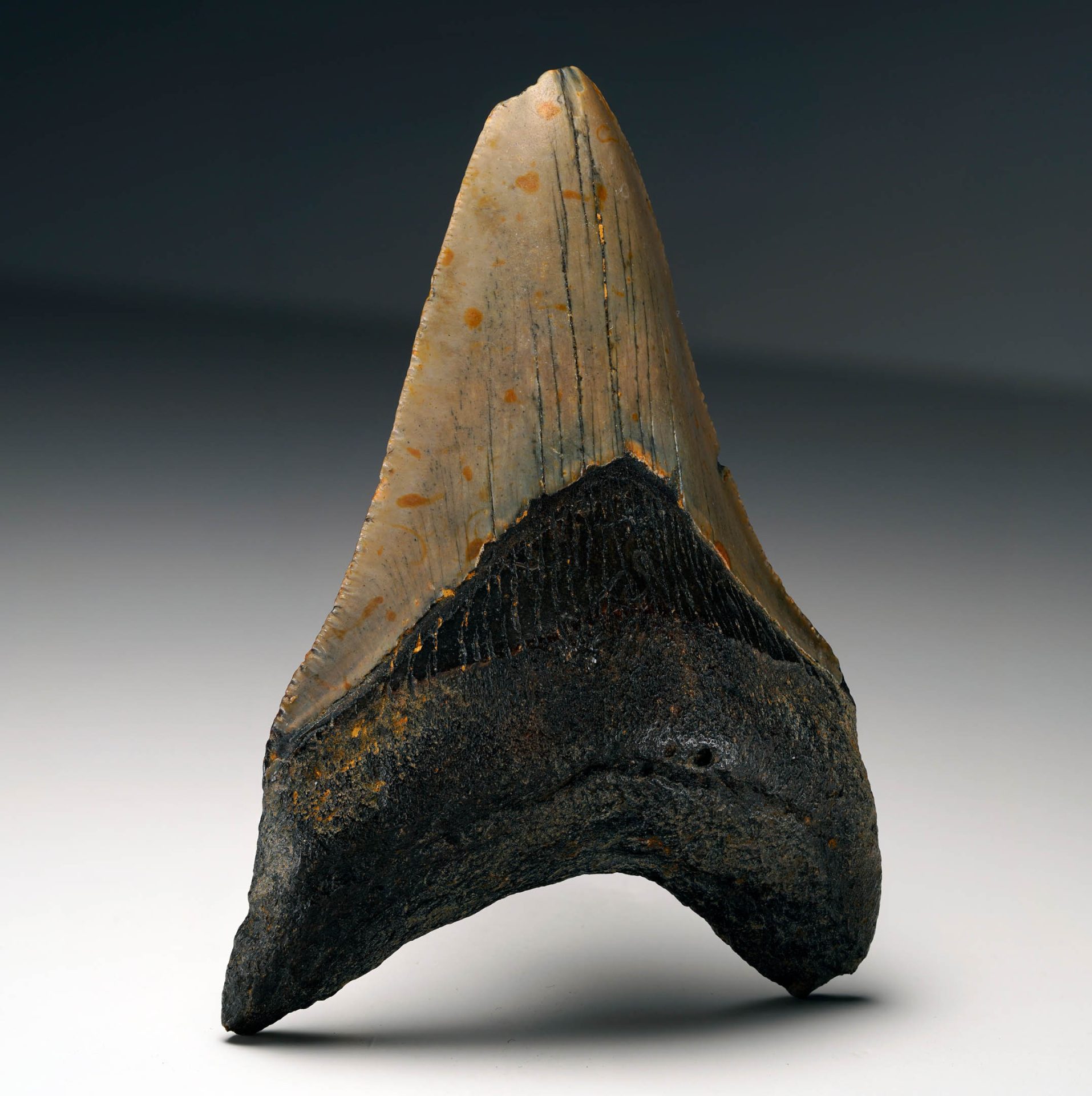 Megalodon Tooth - Astro West