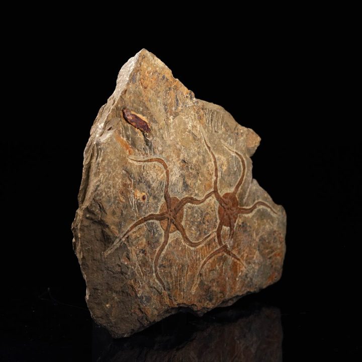 Unique Brittle Star Fossil Plate - Astro West