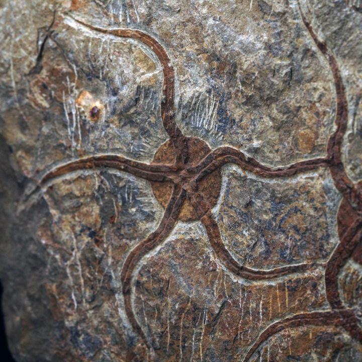 Unique Brittle Star Fossil Plate - Astro West