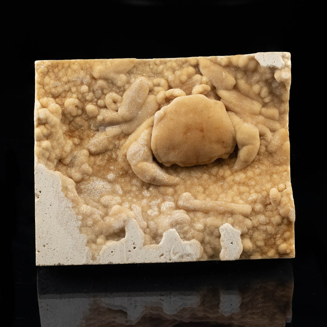 Unique Potaman Fossilized Crab Preserved in Turkish Travertine - Astro West