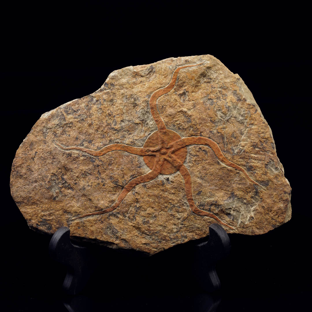 Fossilized Brittle Star - Marine Fossil Natural History Specimen ...