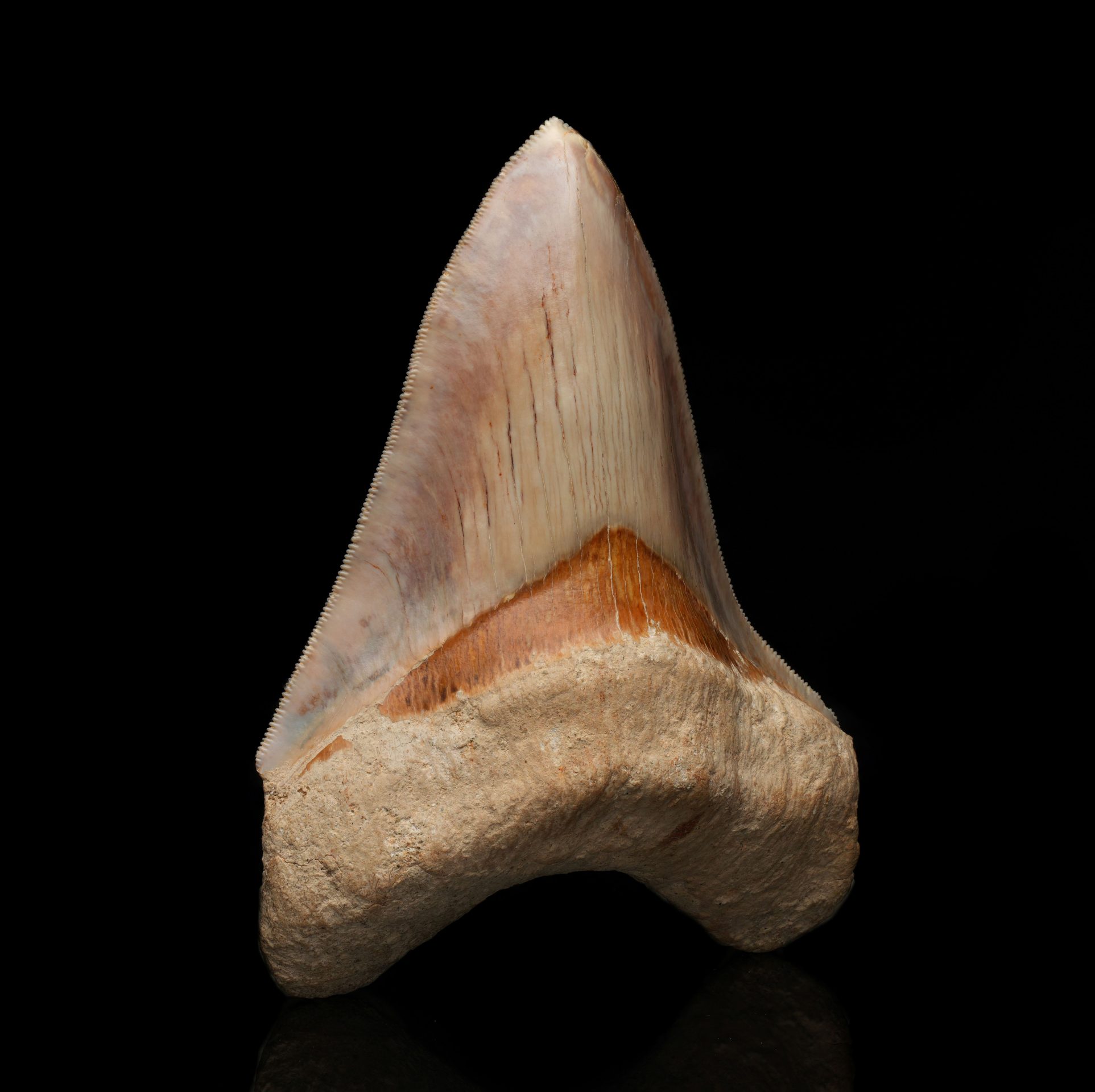 Authentic 5" Megalodon Tooth Fossil from Indonesia - Astro West
