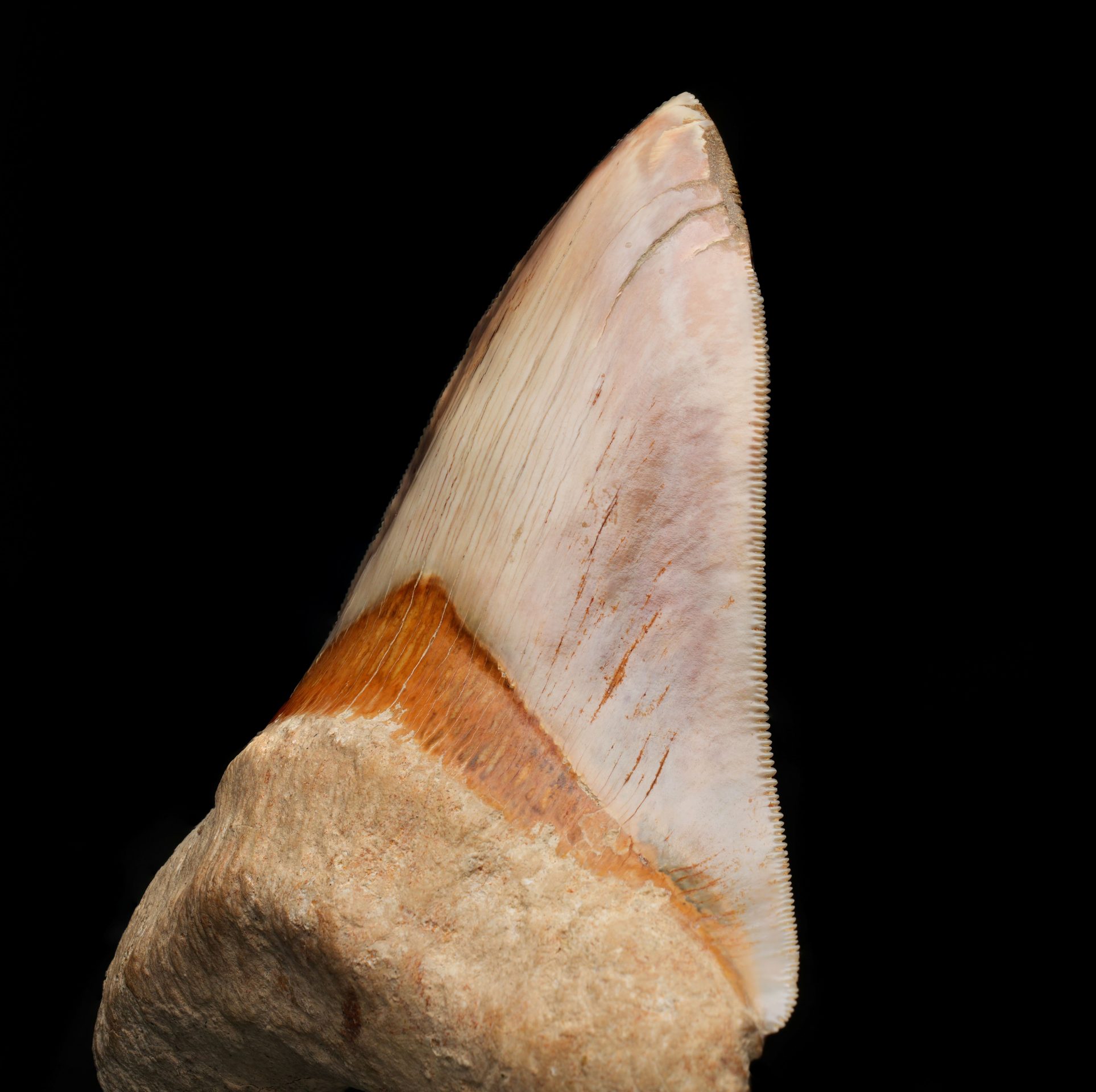 Authentic 5" Megalodon Tooth Fossil from Indonesia - Astro West