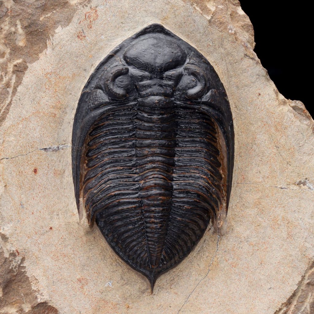 Fossilized Trilobite on Matrix – Paleozoic Marine Arthropod Display ...