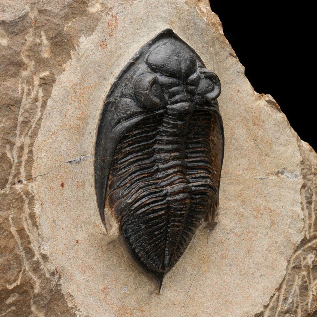 Fossilized Trilobite on Matrix – Paleozoic Marine Arthropod Display ...